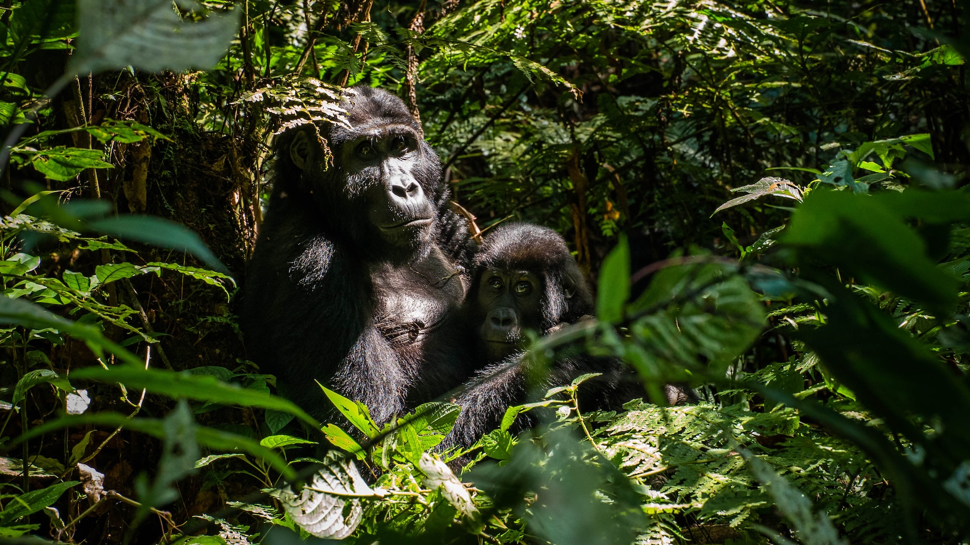 3 Days Rwanda Gorilla Safari & Golden Monkey Tracking trip Volcanoes, Rwanda Cultural Tour