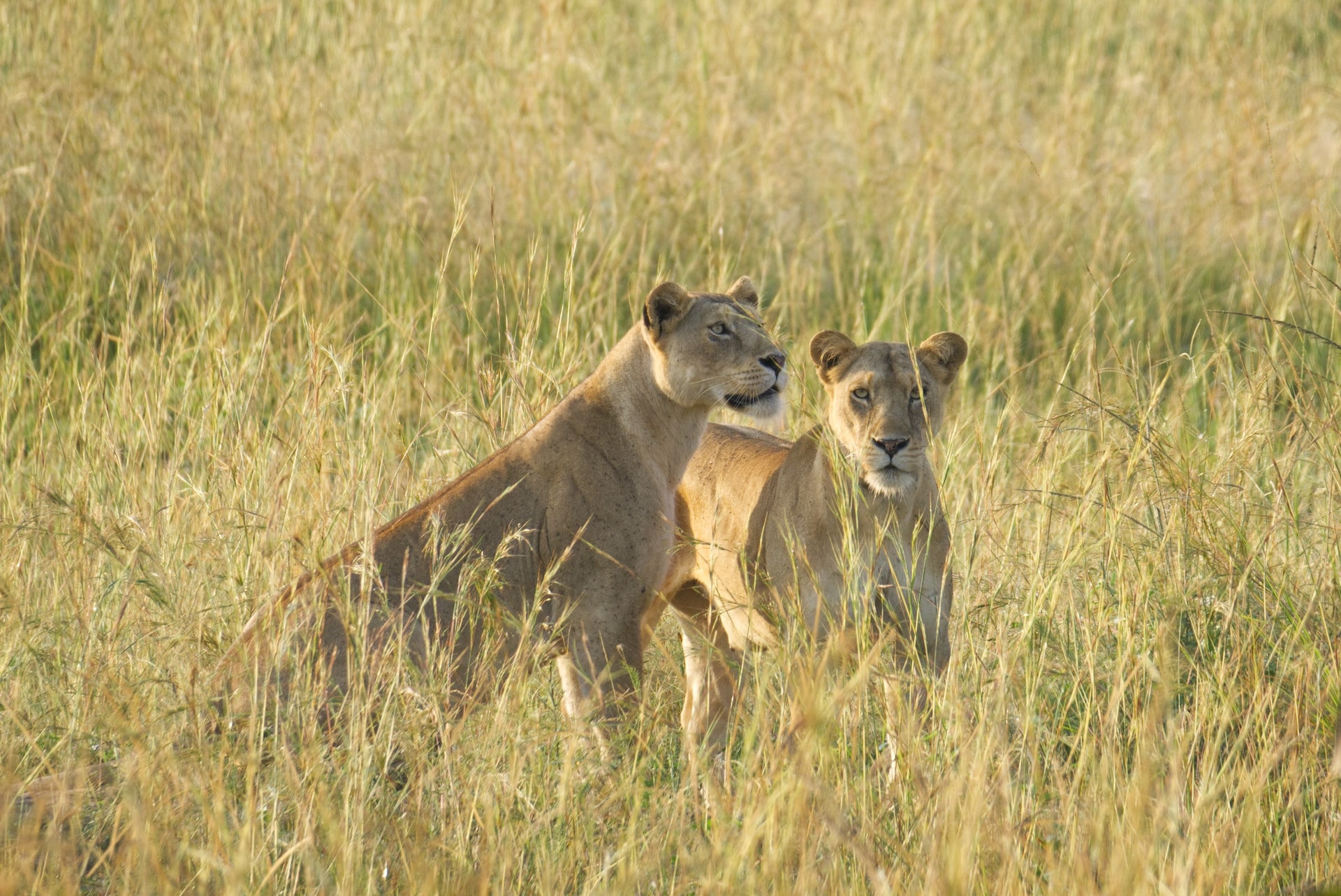 Short Uganda Safaris, Gorillas & Wildlife Safari Packages